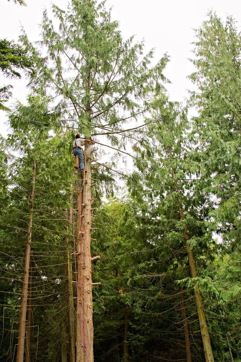8,002 Man Climbing Tree Stock Photos - Free & Royalty-Free Stock Photos ...