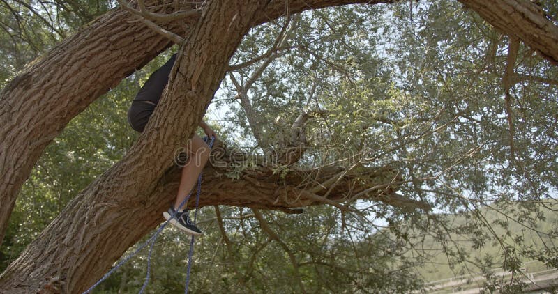 Man Climbing Tree To Set Up Slack Line for Exercise Stock Footage ...