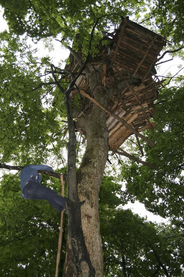 Man climbing on a tree stock photo. Image of playing - 278058586