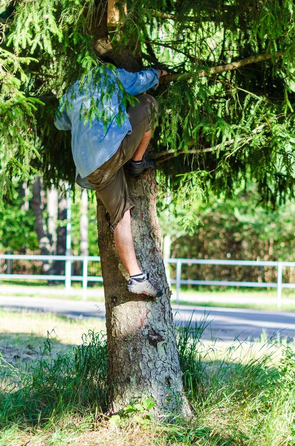 The Man Climbs a Tree and is Searching for a Geocaching Cache Stock ...