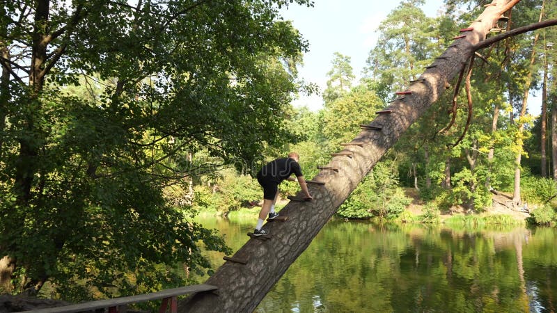 A Man Climbs a Tree by Steps Along the Trunk Stock Footage - Video of ...