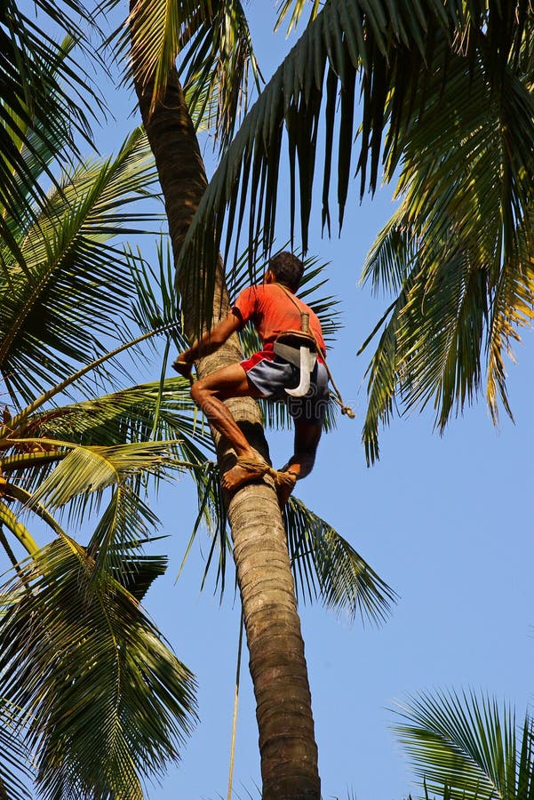 Man Climbs on a Tree To Reap Crop of a Cocoes Stock Photo - Image of ...