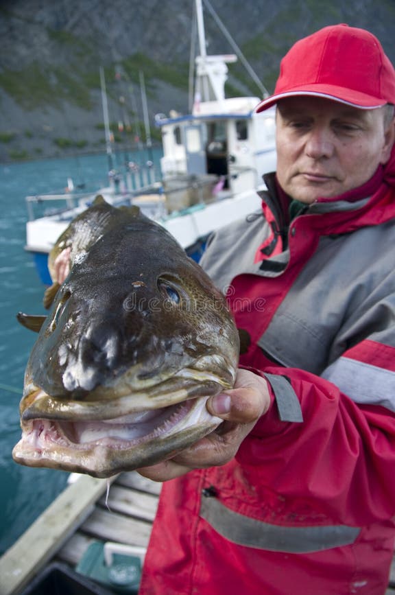 Man with cod fish stock image. Image of giant, hold, boat - 10117963