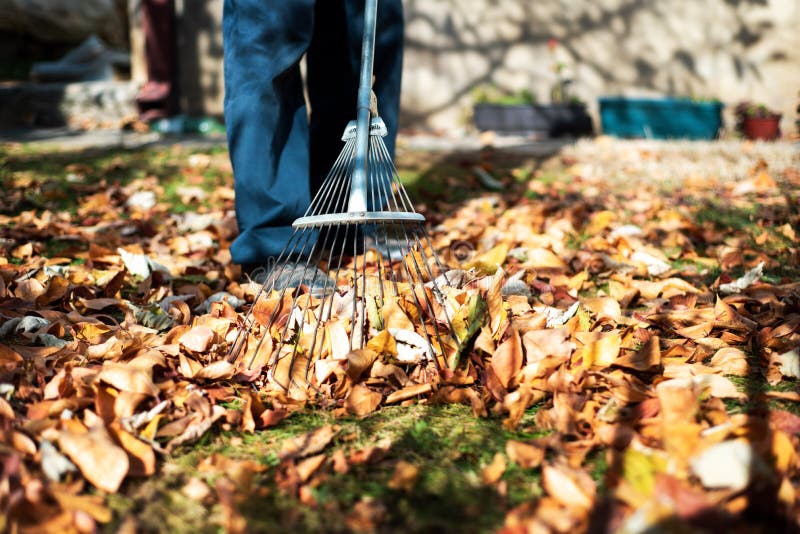 Man Collecting Fallen Autumn Leaves in the Yard Stock Image - Image of ...