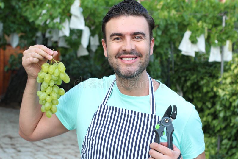 Man Collecting Grapes in Vineyard Stock Photo - Image of handsome ...