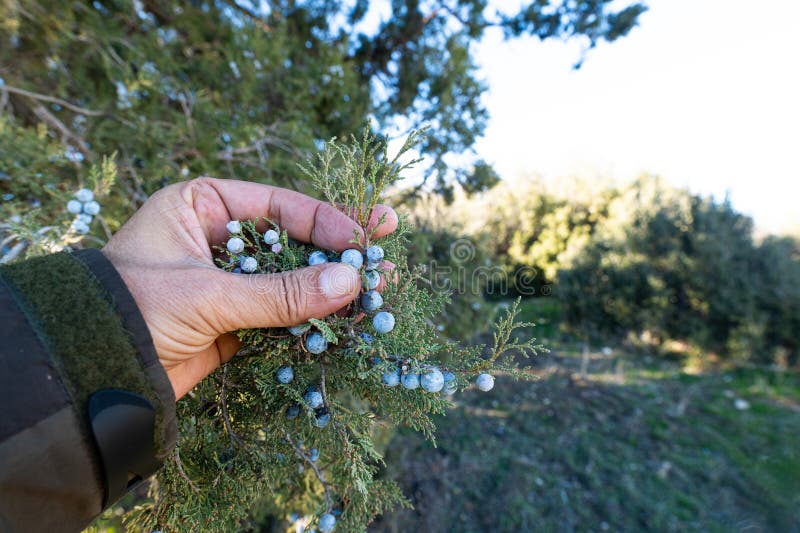 A Man Collecting the Seeds of a Juniper Tree Stock Image - Image of ...