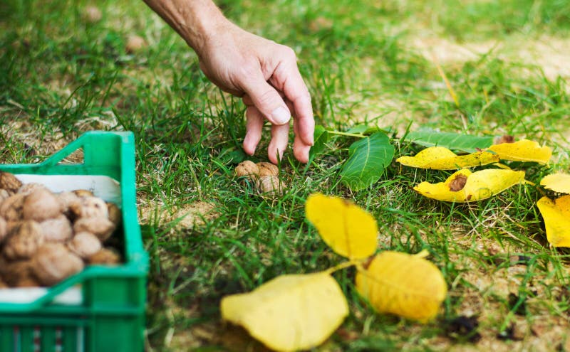 Man Collecting Walnuts in the Field Stock Photo - Image of collector ...