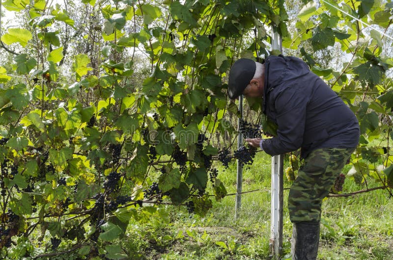 A Man Collects the Grape Harvest. Editorial Stock Image - Image of ...