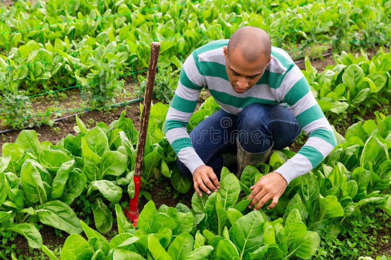 Man Controlling Quality of Plants in Farm Stock Image - Image of ...