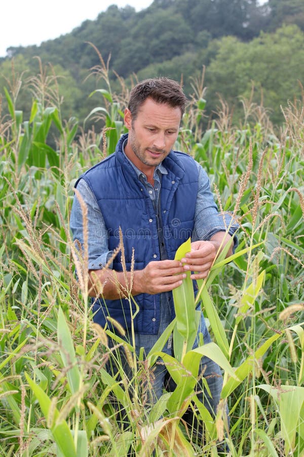 Man in corn field stock image. Image of test, corn, agricultural - 16362479