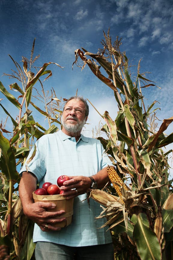Man in corn field stock photo. Image of autumn, beautiful - 3288452