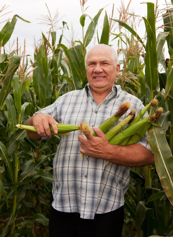 Man in corn field stock image. Image of plant, ground - 38358465