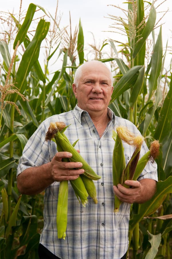 Man with corn stock image. Image of field, caucasian - 35895747