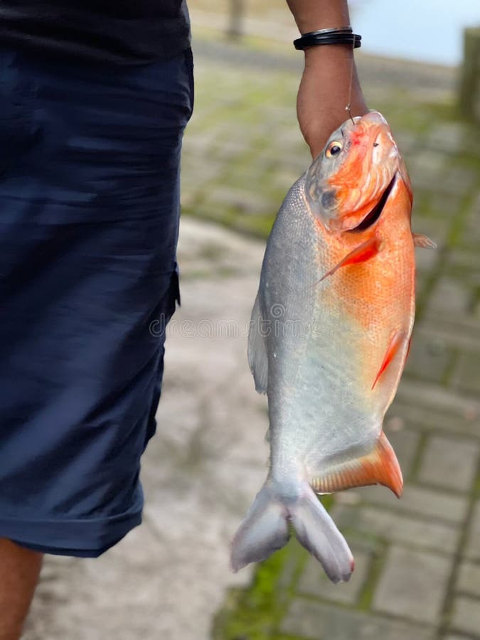 Man Cought a Red Bellied Fish Stock Photo - Image of mammal, wing ...