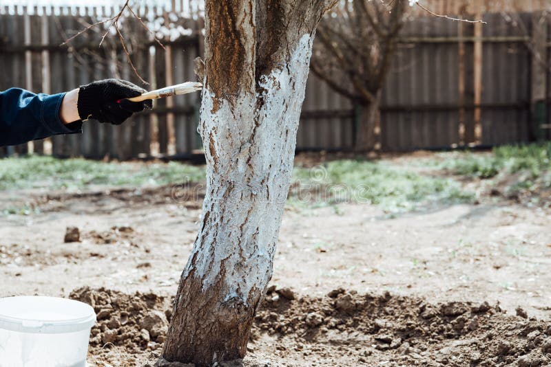 Man Covering the Tree with White Paint To Protect Against Rodents ...