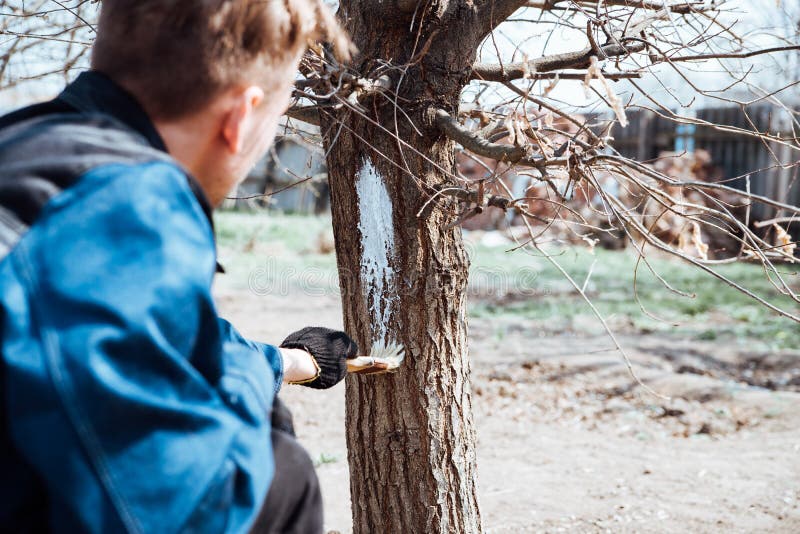 Man Covering the Tree with White Paint To Protect Against Rodents ...