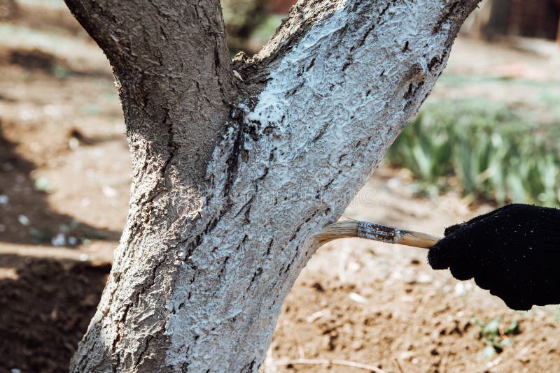 Man Covering the Tree with White Paint To Protect Against Rodents ...