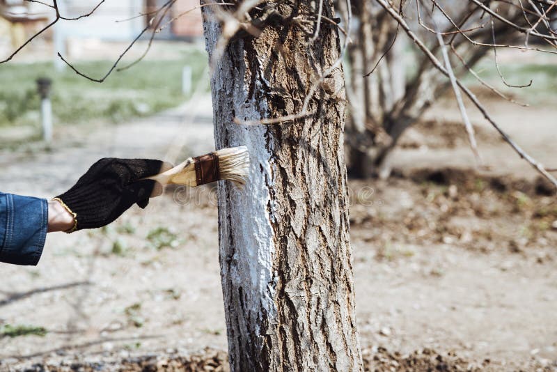 Man Covering the Tree with White Paint To Protect Against Rodents ...