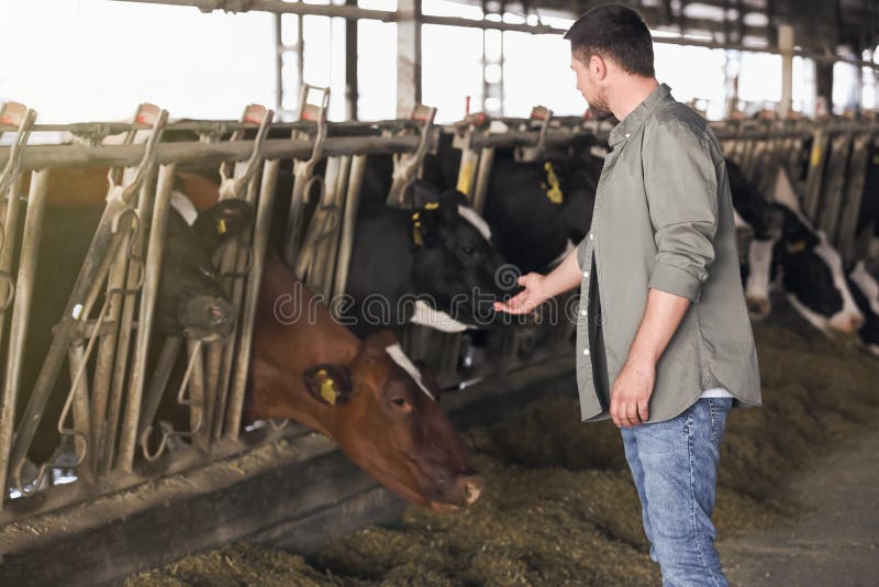 Man in Cowshed on Farm. Animal Husbandry Stock Image - Image of ...