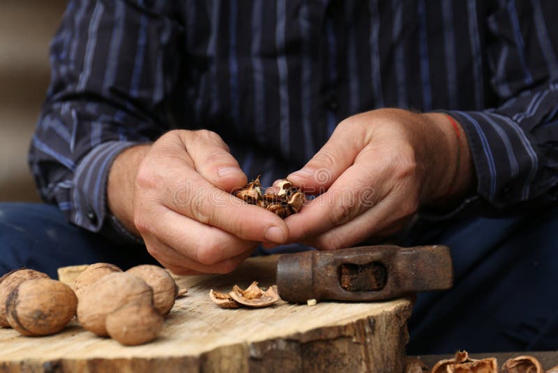 Man Cracking Walnuts with Hammer at Table, Closeup Stock Photo - Image ...