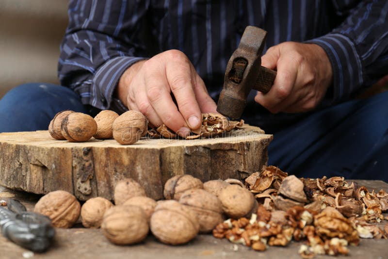 Man Cracking Walnuts with Hammer at Wooden Table, Closeup Stock Photo ...