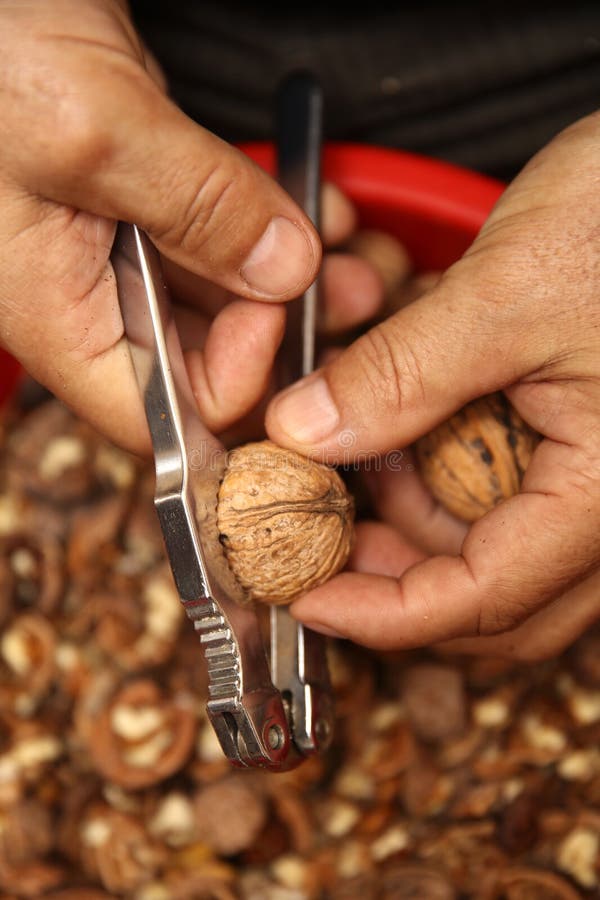 Man Cracking Walnuts with Metal Nutcracker in the Hand Stock Photo ...
