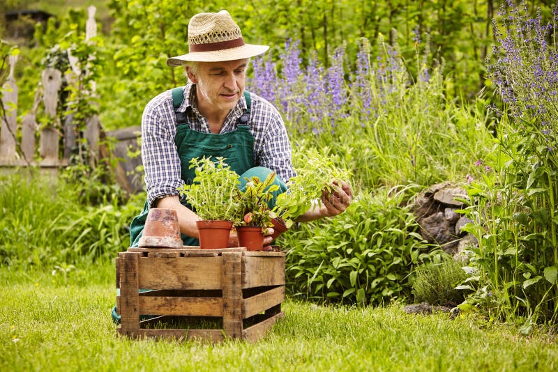 Man gardening stock photo. Image of plants, spade, garden - 56104102