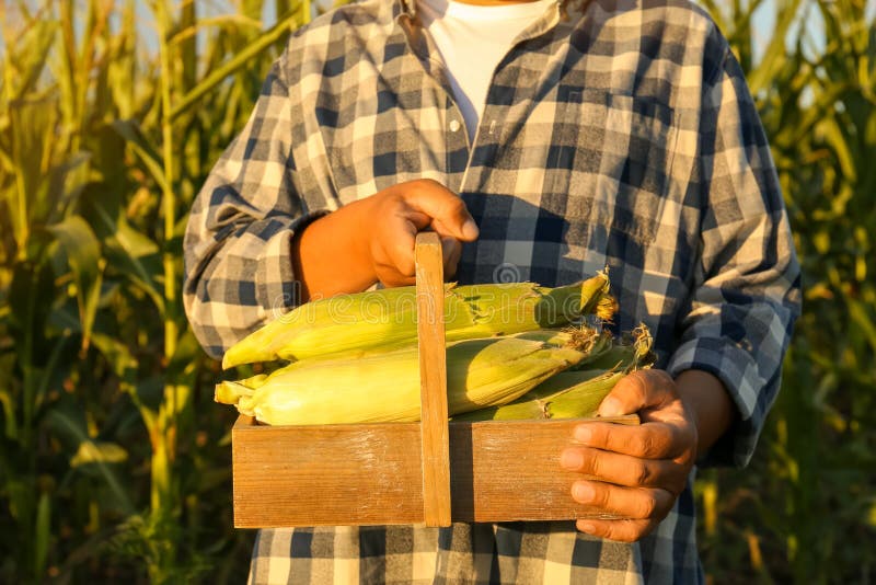 Man with Crate of Ripe Corn Cobs in Field, Closeup Stock Image - Image ...