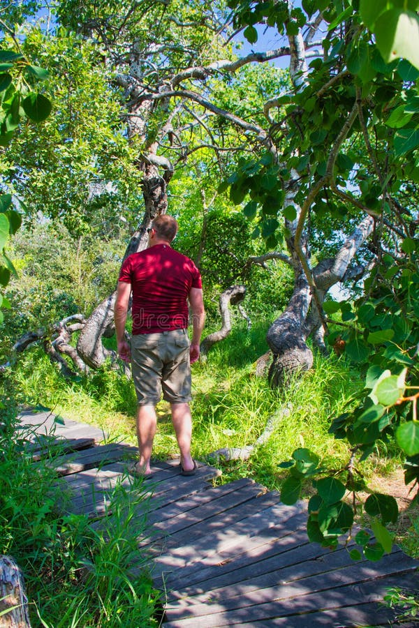 A Man in the Crooked Bush of Saskatchewan Stock Photo - Image of path ...