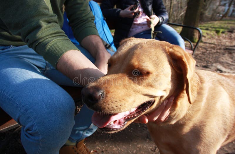 Man Cuddling His Dog during the Walk in Park Stock Photo - Image of ...