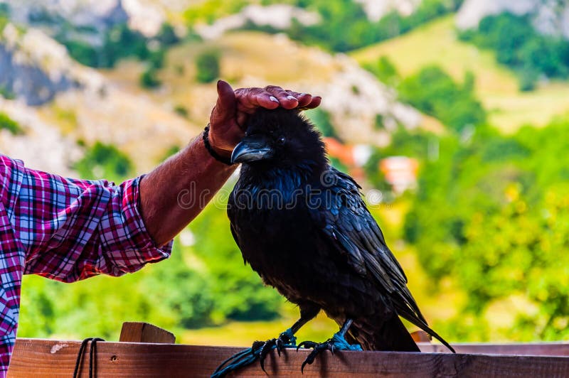 Man cuddling the raven stock image. Image of green, portrait - 113187135
