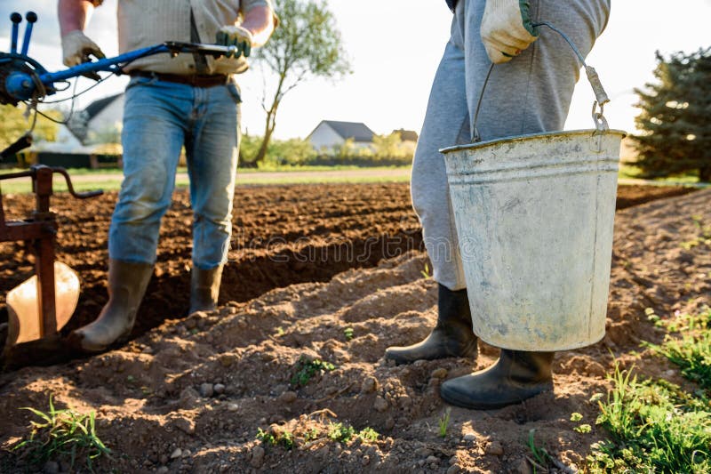 Man Cultivating Soil with Tiller Block for Planting Potatoes in Spring ...
