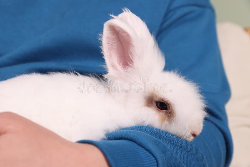 Man Cute Fluffy White Pet Rabbit Indoors Closeup Stock Photos - Free ...