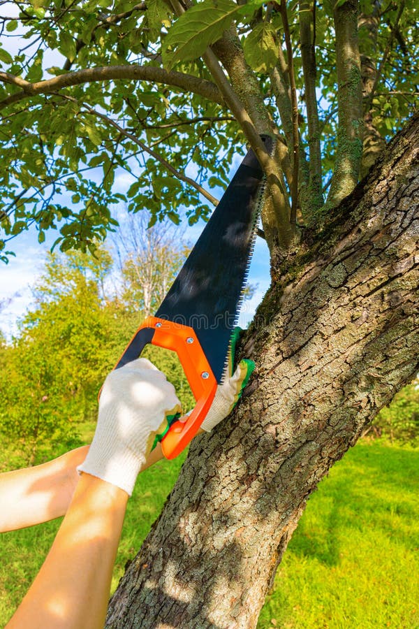 A Man Cuts Down a Branch on a Tree with a Saw. Stock Image - Image of ...