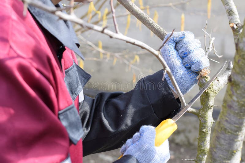 Man Cuts Down a Tree Branch with a Hand Garden Saw. Pruning Fruit Trees ...