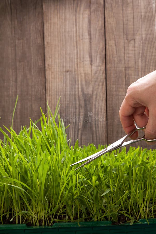 Man Cuts Grass for Lawn with Scissors, Fresh Cut Lawn Stock Image ...