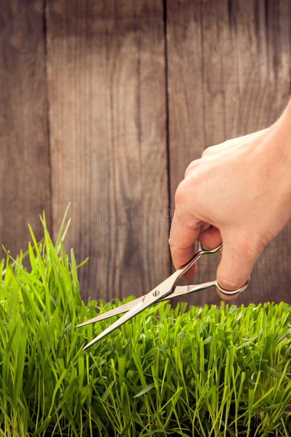 Man Cuts Grass for Lawn with Scissors, Stock Image - Image of scissors ...
