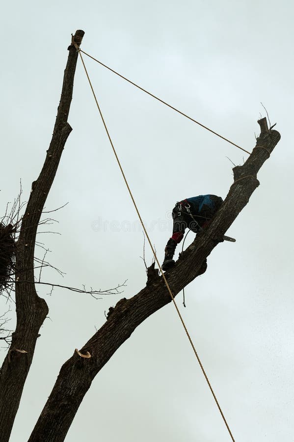 A Man Cuts High Branches of Trees, an Arborist with a Chain Saw Clears ...
