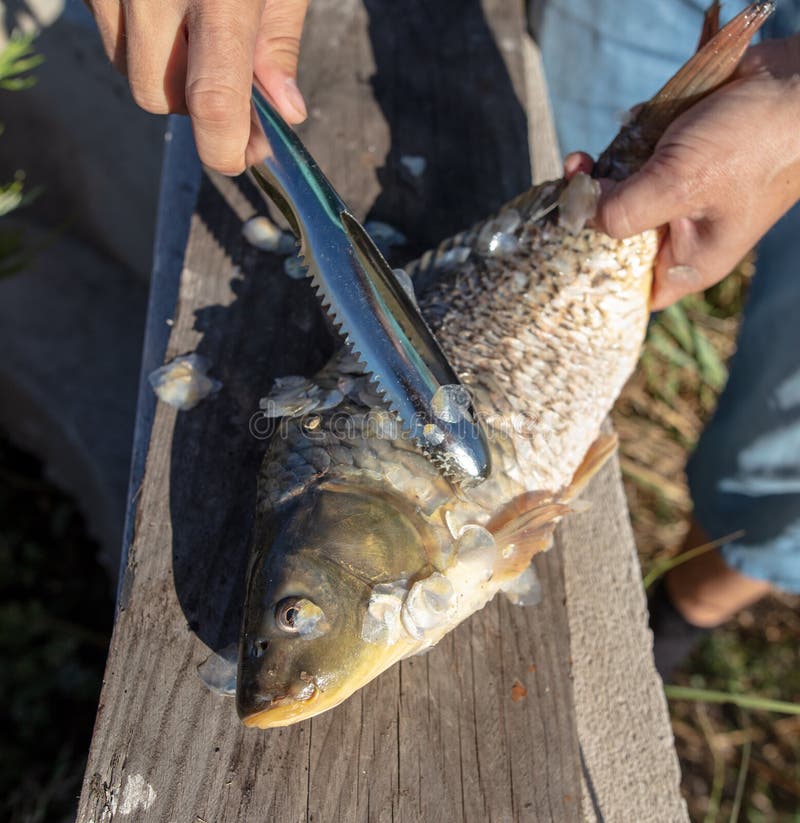 A Man Cuts a Knife Fish in Nature Stock Photo - Image of nature ...