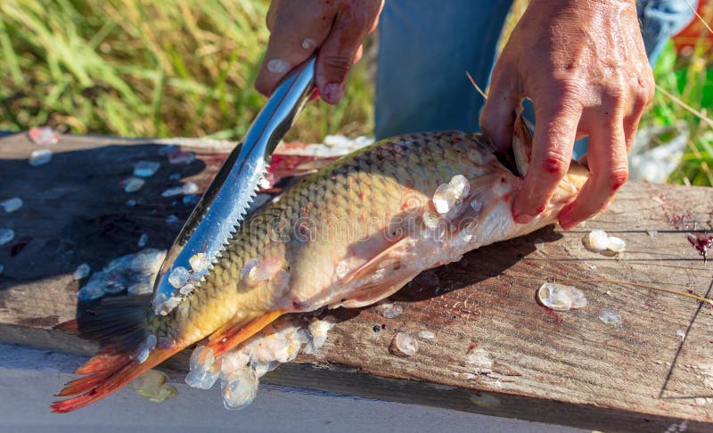 A Man Cuts a Knife Fish in Nature Stock Image - Image of fish, food ...