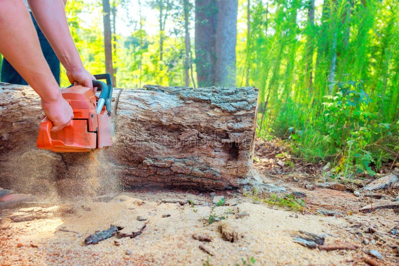Man Cuts a Large Log with a Chainsaw in a Dense Forest during Daylight ...
