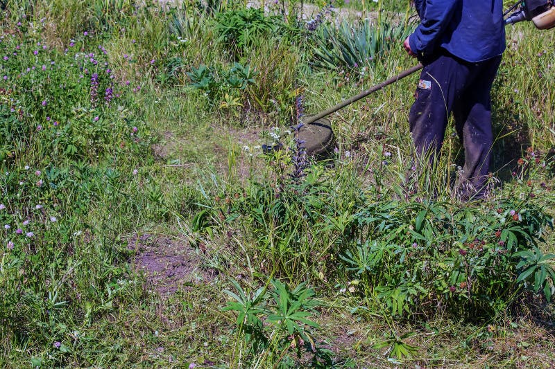 A Man Cuts and Mows the Grass. Grass Cutting Work Stock Photo - Image ...