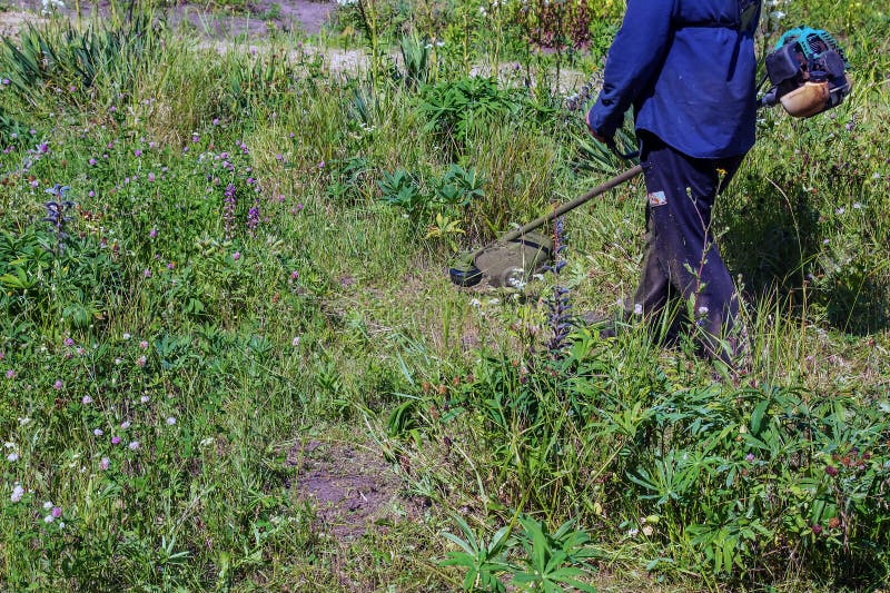 A Man Cuts and Mows the Grass. Grass Cutting Work Stock Image - Image ...