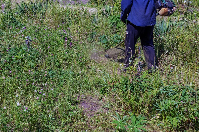 A Man Cuts and Mows the Grass. Grass Cutting Work Stock Image - Image ...