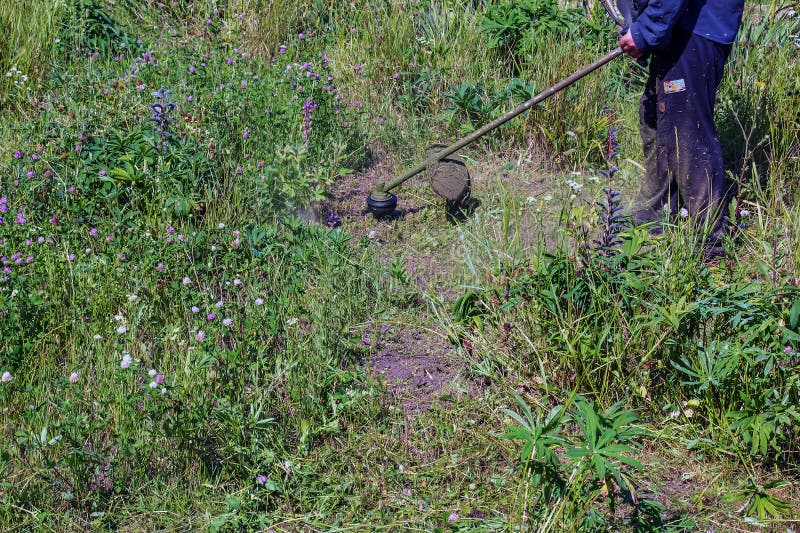 A Man Cuts and Mows the Grass. Grass Cutting Work Stock Image - Image ...