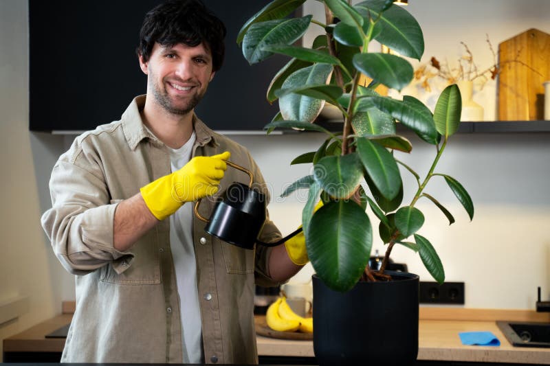 Man Cuts Sick Leaves from a Home Plant with Scissors Stock Image ... Man Cuts Sick Leaves from a Home Plant with Scissors Stock Image ...