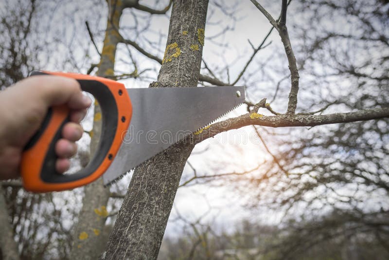 Man sawing tree branches stock image. Image of prune - 22809043