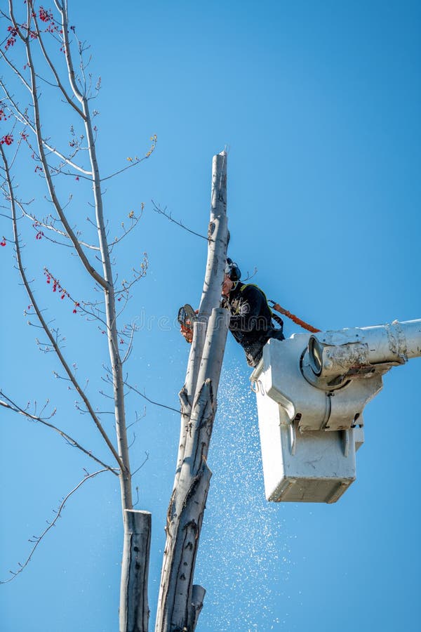Man Cuts on a Tree with a Chainsaw from a Lift Arm Editorial ...