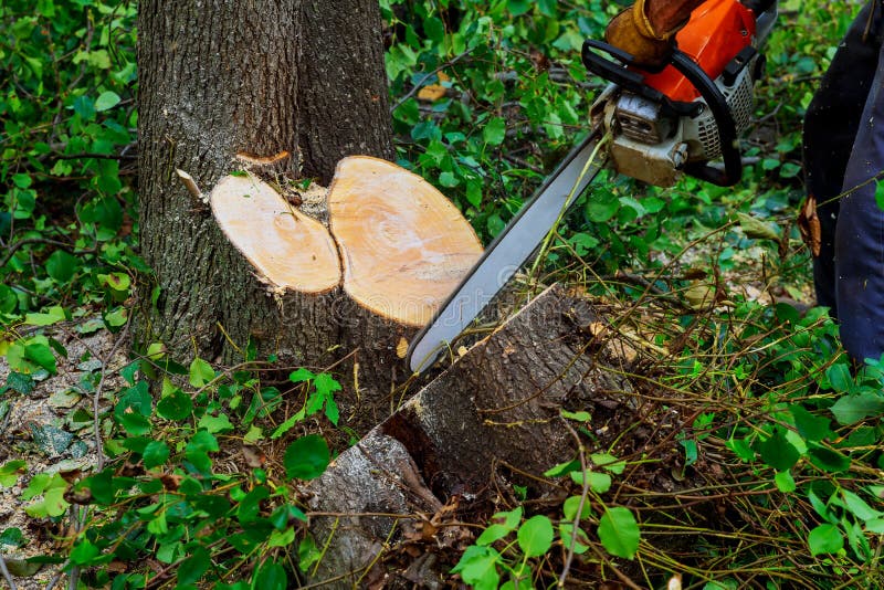 Man Cuts Tree with Chainsaw Stock Photo - Image of manual, engine: 96223498