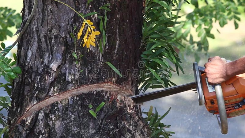 Man Cuts Tree Felling Tree with Chainsaw. Stock Footage - Video of tree ...